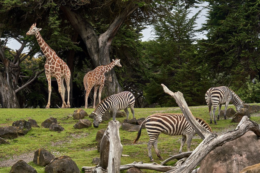 Best way to adopt animals in Karnataka Zoo